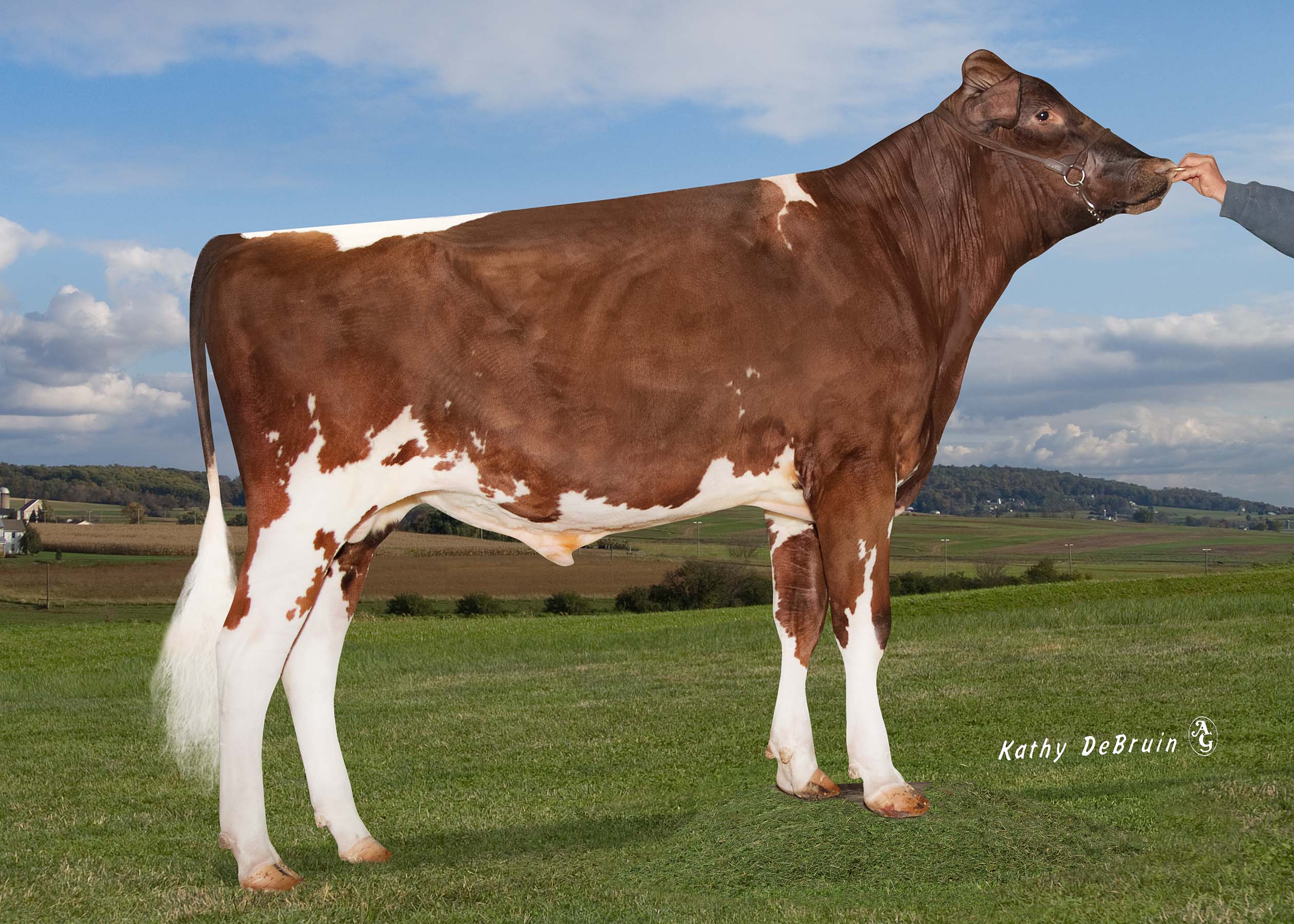 138HO05475 ROBIN-PP-RED - ABC GENETICS